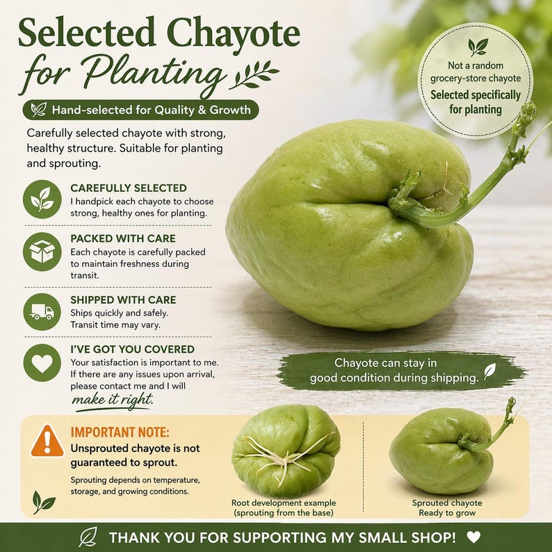 Sprouting Chayote, Choko, Chocho, Vegetable Pear, Mirliton - Etsy