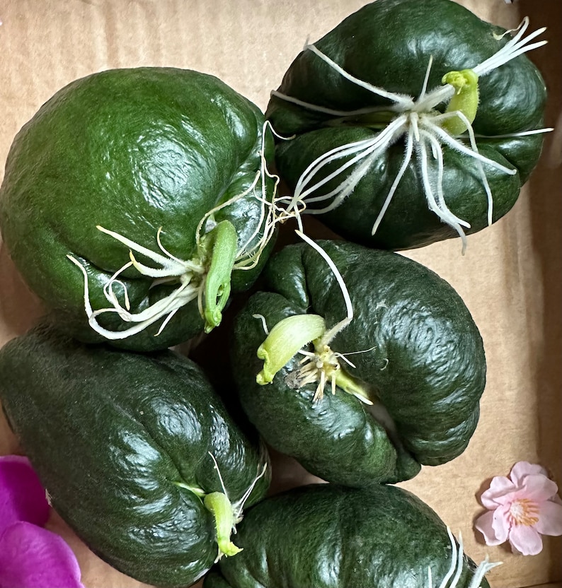Sprouted / Unsprouted Black Chayote, Choko, Chocho, Vegetable Pear - Etsy