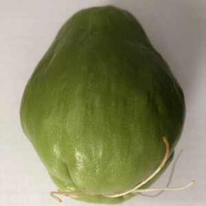 Sprouting Chayote, Choko, Chocho, Vegetable Pear, Mirliton - Etsy