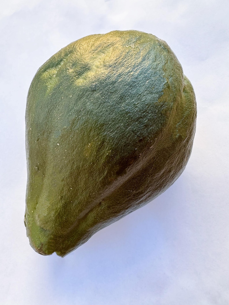 Sprouted / Unsprouted Black Chayote, Choko, Chocho, Vegetable Pear - Etsy
