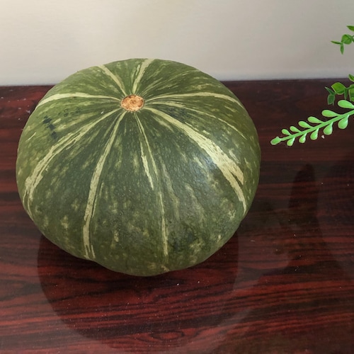 8 BLUE KURI Winter Squash Seeds Japanese Kabocha - Etsy