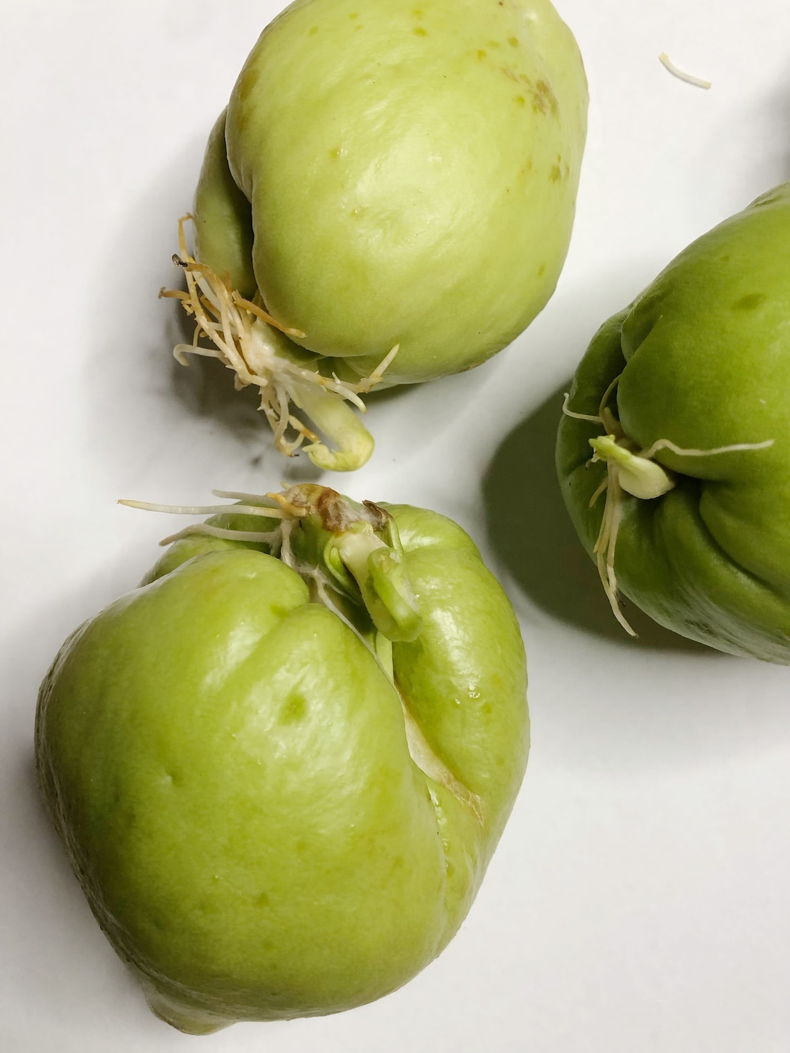 Sprouting Chayote, Choko, Chocho, Vegetable Pear, Mirliton - Etsy