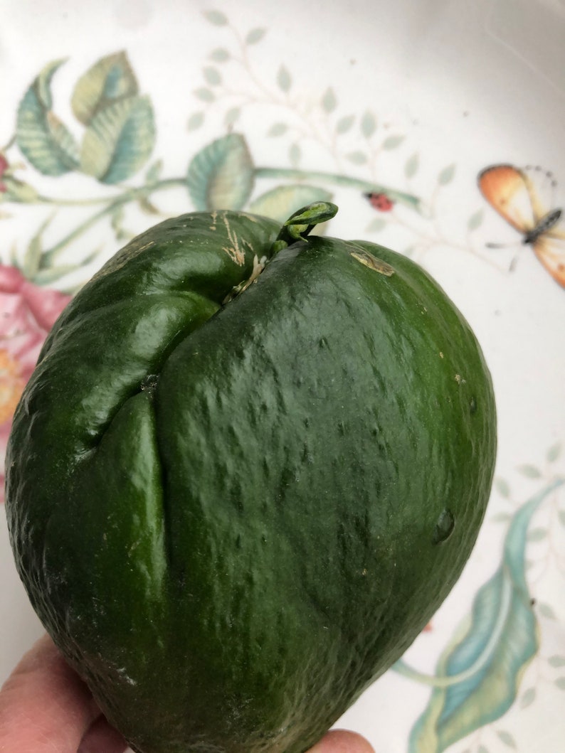 Sprouted / Unsprouted Black Chayote, Choko, Chocho, Vegetable Pear - Etsy
