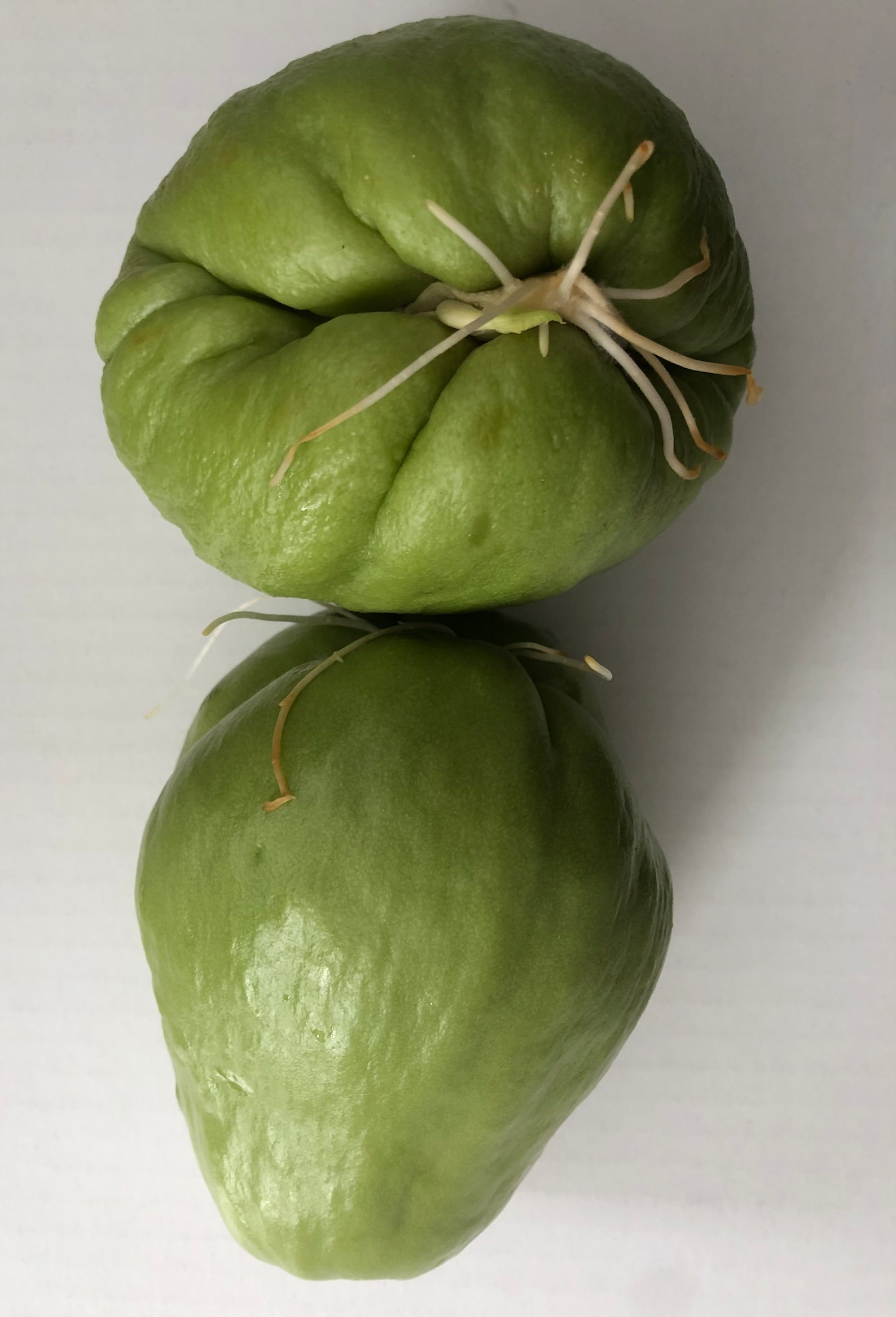 Sprouting Chayote, Choko, Chocho, Vegetable Pear, Mirliton - Etsy
