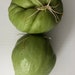 Sprouting Chayote, Choko, Chocho, Vegetable Pear, Mirliton - Etsy