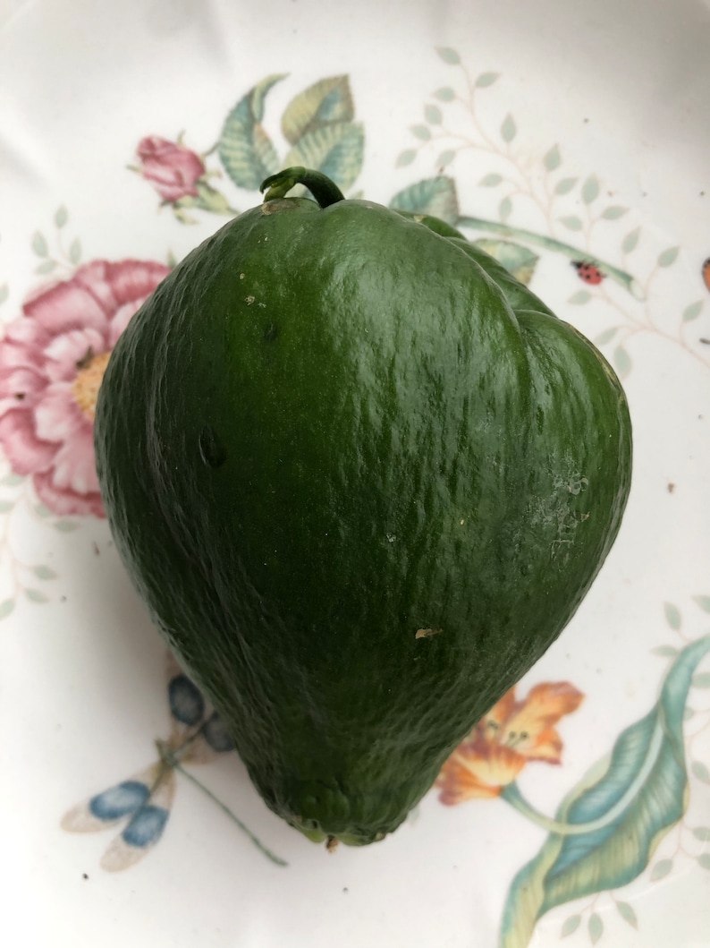 Sprouted / Unsprouted Black Chayote, Choko, Chocho, Vegetable Pear - Etsy