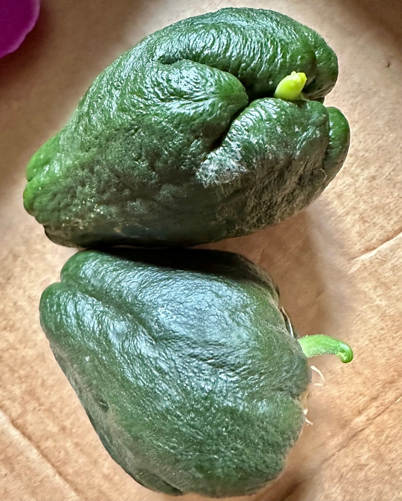 Sprouted / Unsprouted Black Chayote, Choko, Chocho, Vegetable Pear - Etsy