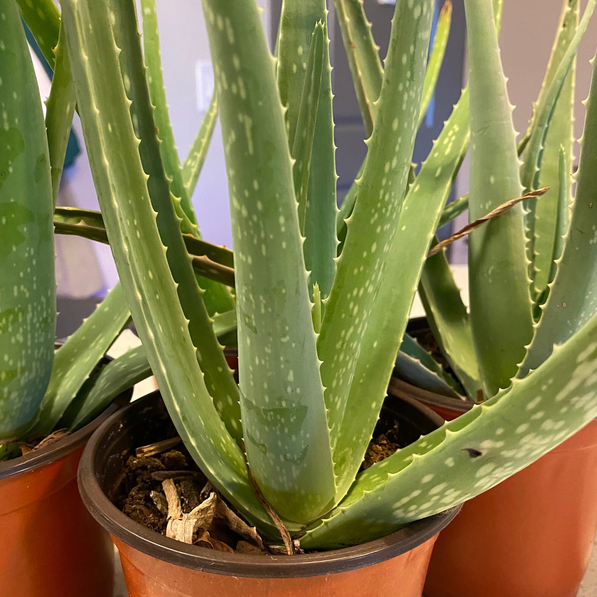 Aloe Vera Plants, Aloe Plants, Live Aloe Vera, Succulent Aloe ...