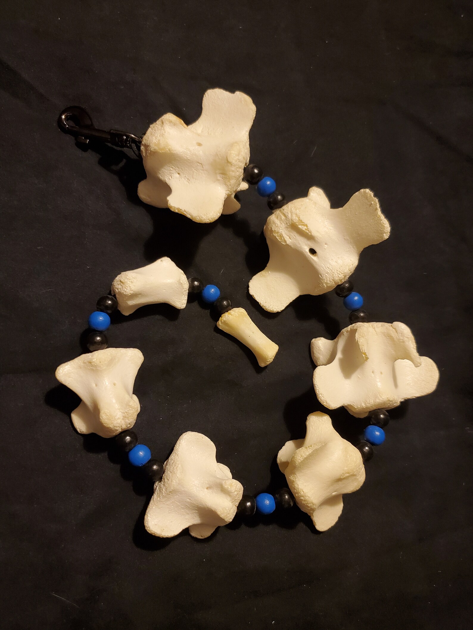 Articulated Bone Tail Black and Blue Oxtail Bone Jewelry - Etsy