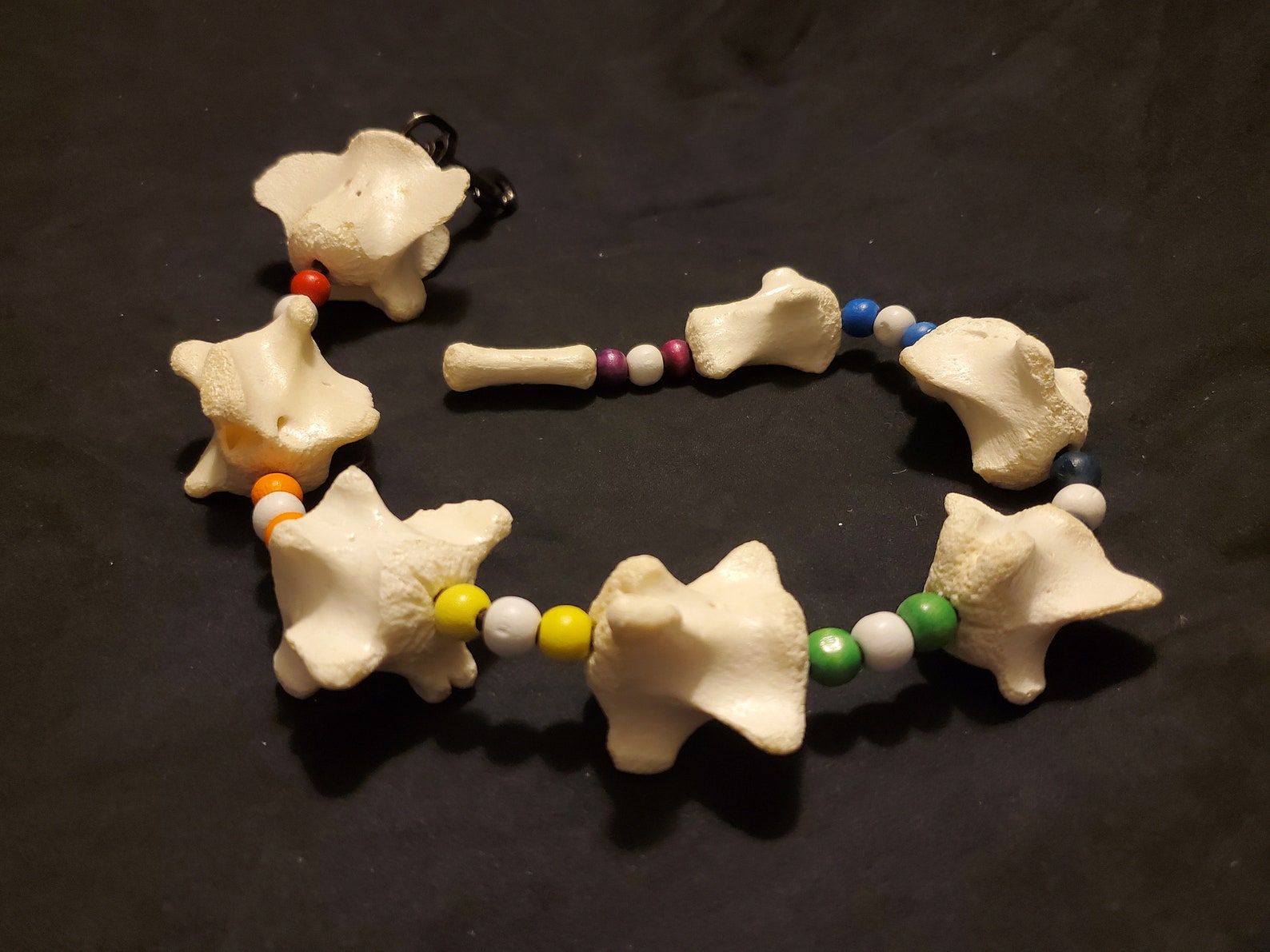 Pride Articulated Bone Tail ~20" - Rainbow - Oxtail - Bone Jewelry ...