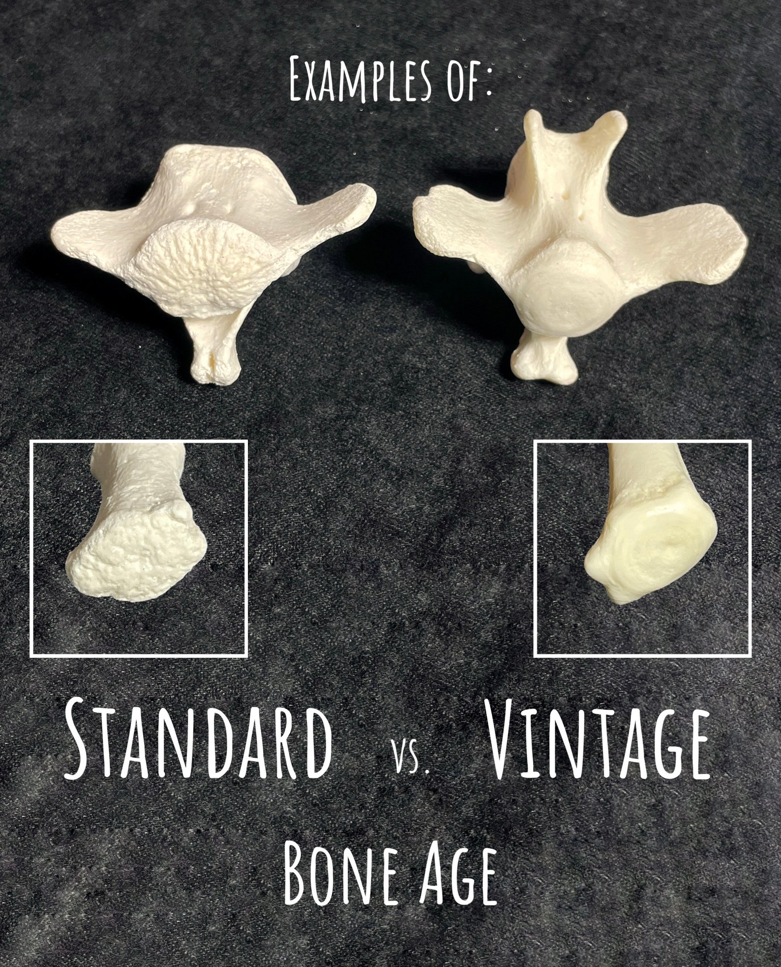Articulated Bone Tail - Black and Pink - Oxtail - Bone Jewelry ...