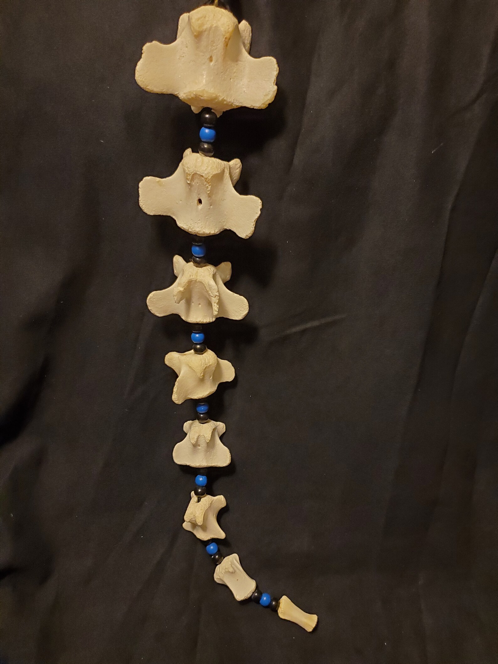 Articulated Bone Tail Black and Blue Oxtail Bone Jewelry - Etsy