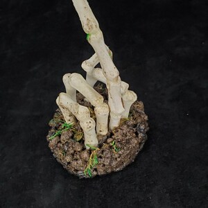 Grave Gestures - Skeletal Skeleton Hand Gestures - Custom Gothic Gifts ...