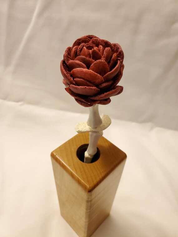 Outdoor & Gardening Ox Tail Bone Flower Purple Bone Rose Blossom with ...