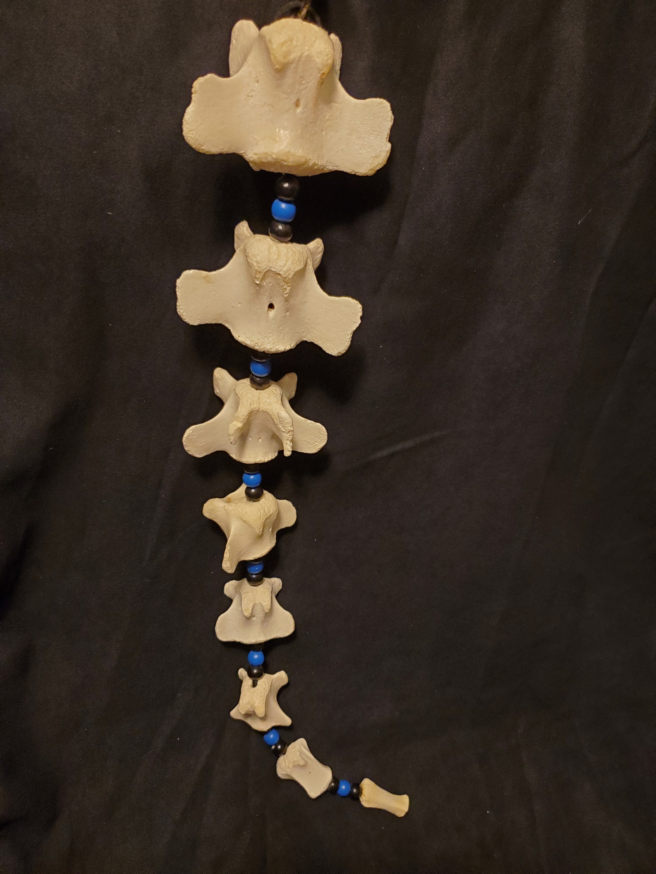 Articulated Bone Tail Black and Blue Oxtail Bone Jewelry - Etsy