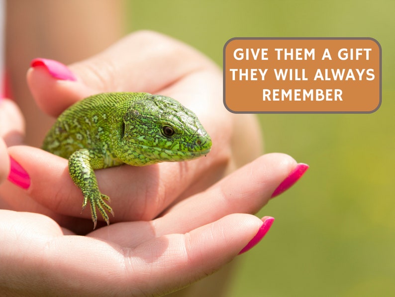 Reptile Gift Reveal Certificate, Surprise Gift Card, Getting Pet Lizard ...