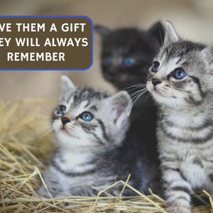 Kitten & Cat Gift Reveal Certificate, Surprise Gift Card, Getting Pet ...