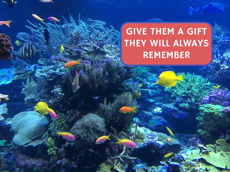 Fish Gift Reveal Certificate, Surprise Gift Card, Getting Pet Fish ...