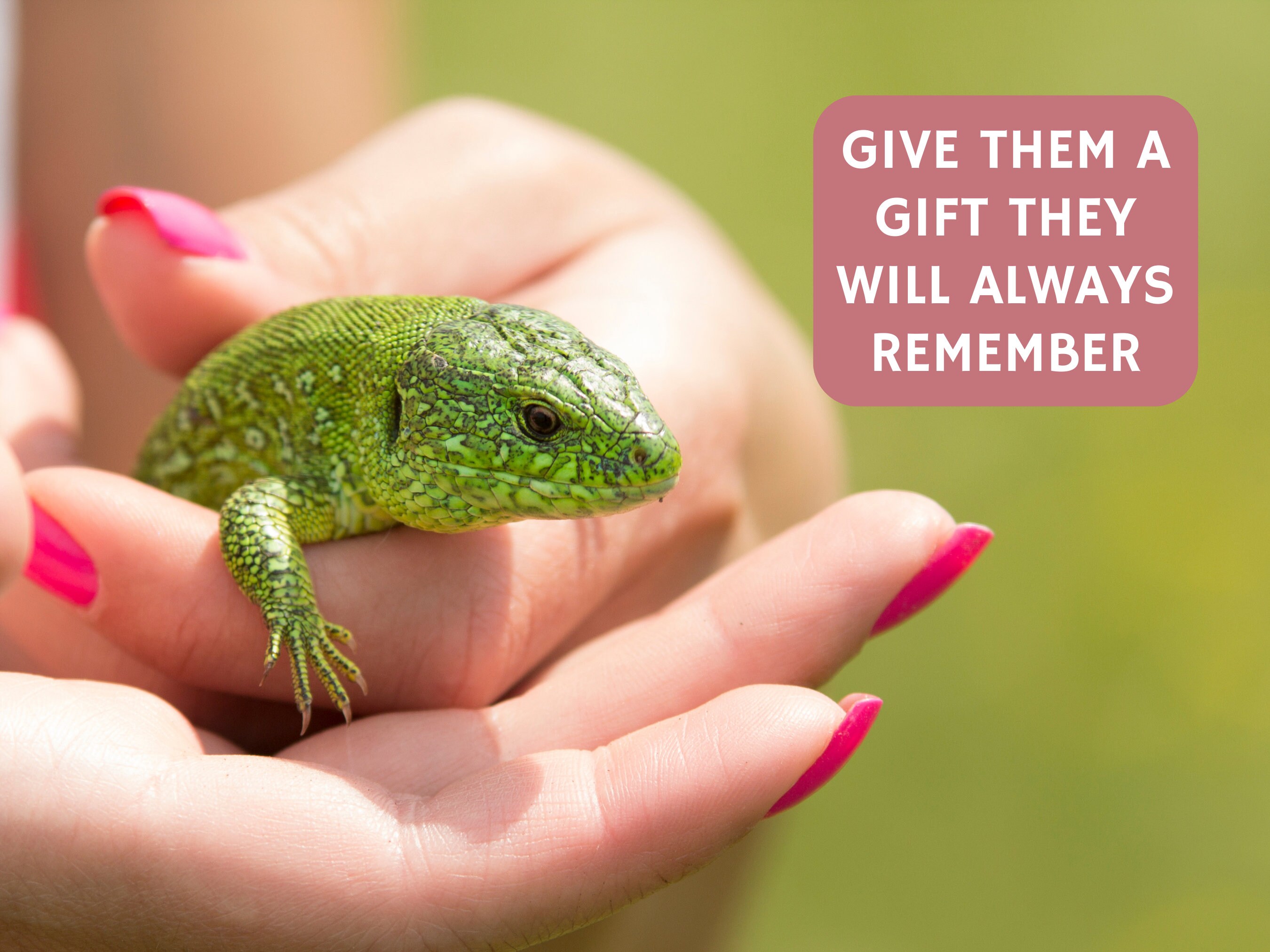 Reptile Gift Reveal Certificate, Best Valentine's Day Gift Card ...