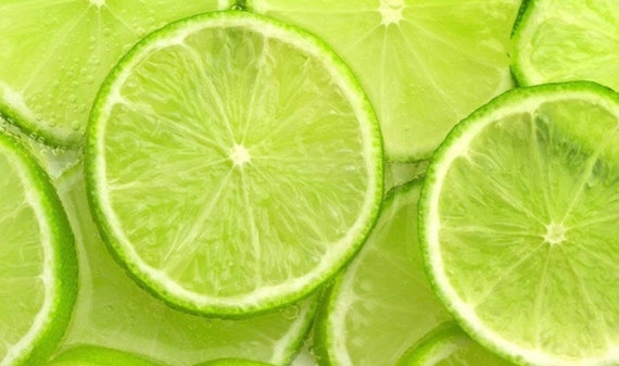 Thornless Key Lime 4 Ft Tall Live Tree Ships in 3 Gallon Pot | Etsy