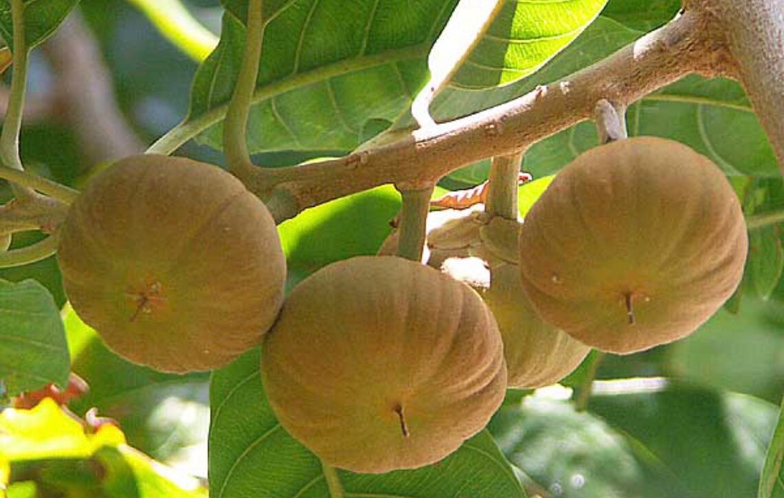 Ross sapote excotic grafted live tree 2 ft tall | Etsy