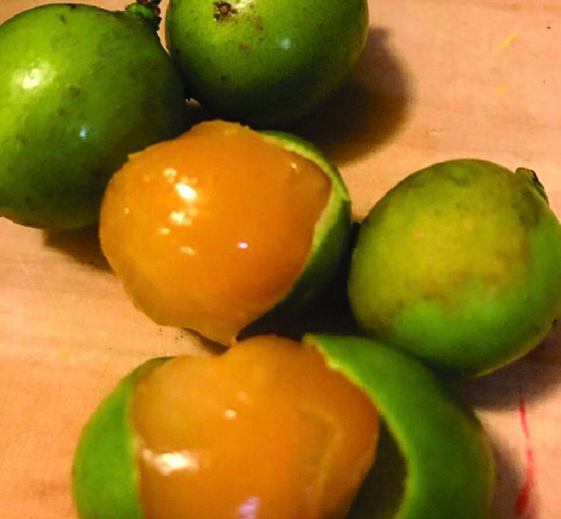 Spanish lime/mamoncillo/Guinep/quenepa/limoncillo/mamon/jocote | Etsy