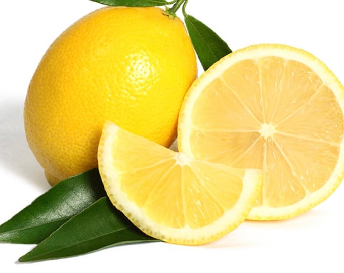 Lisbon Lemon Tree 4 Feet Tall in 3 or 5 Gallon Pot With Soil. No ...