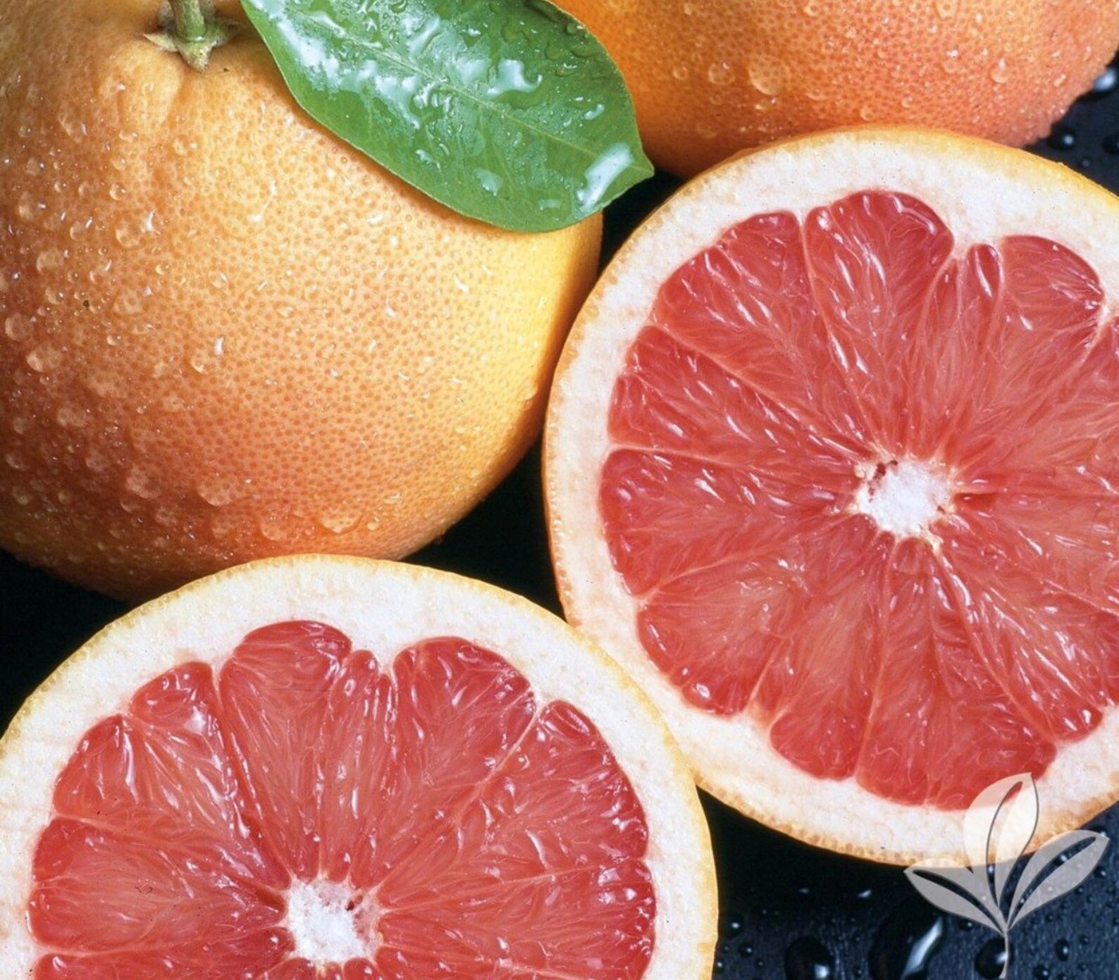 Chandler Red Pummelo 3-4 Ft Tall GRAFTED Live Tree in 3 Gallon - Etsy