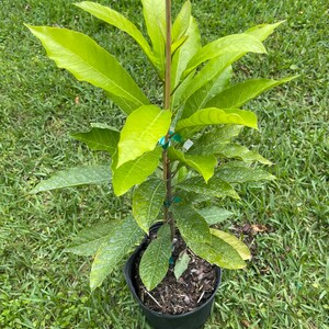 Ross sapote excotic grafted live tree 2 ft tall | Etsy
