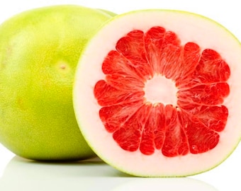 Red Shaddock Pummelo Tree - Etsy