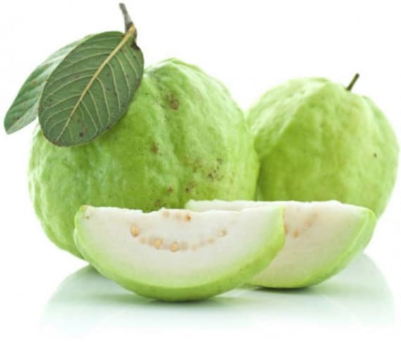 Thai white kilo guava psidium guajava Free shipping - 3ft tall Outdoor ...