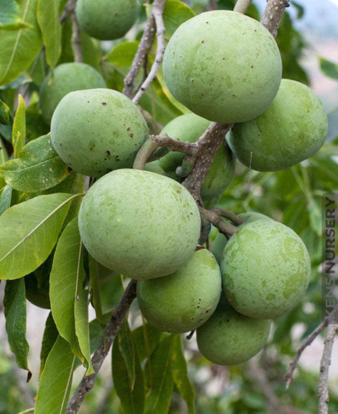 White sapote grafted 2 feet tall life excotic tree | Etsy