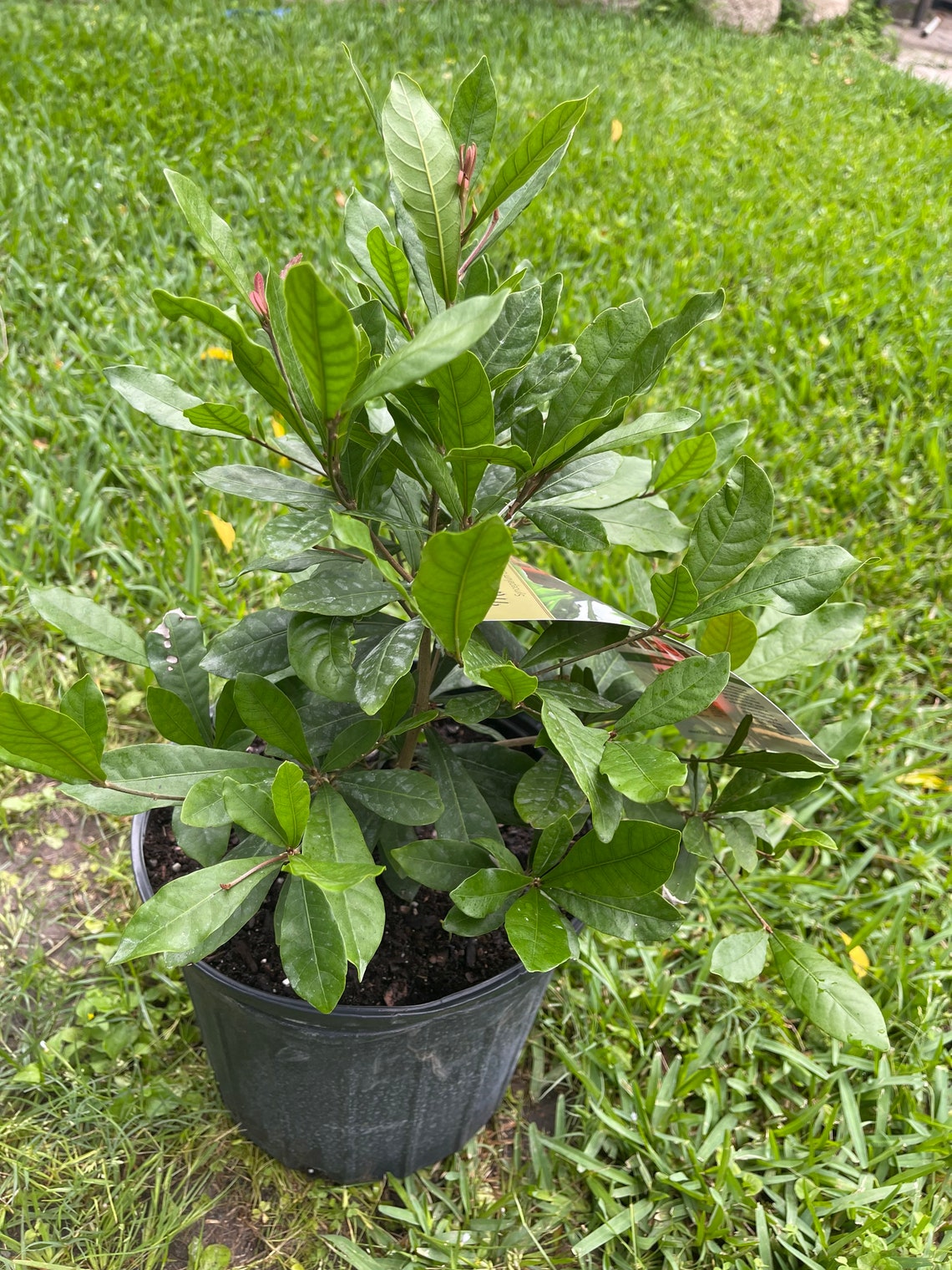 Miracle fruit/synsepalum dulcificum/miracle berry live tree 3 | Etsy