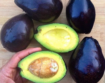 Del Rio Avocado Tree - Etsy