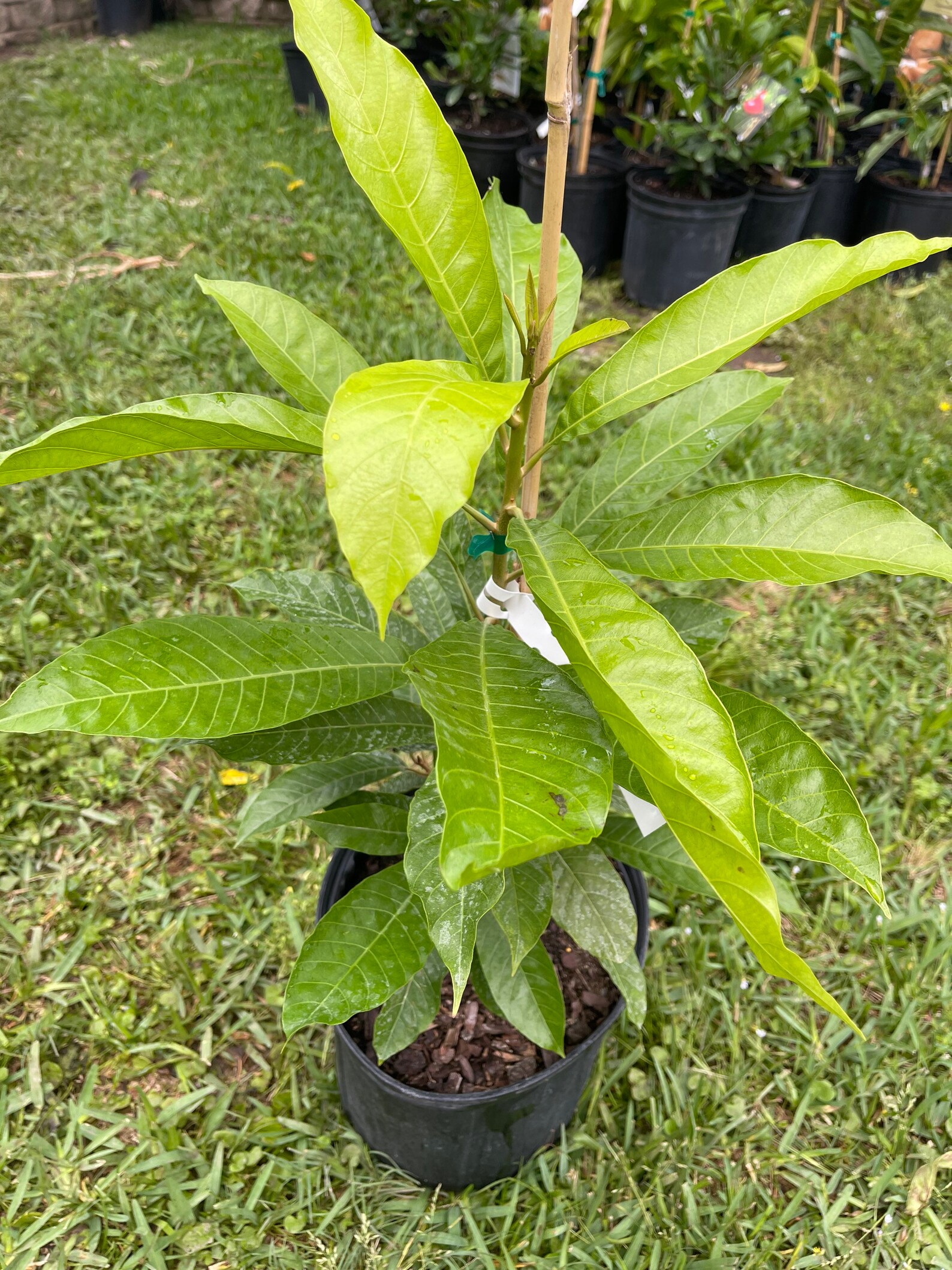 Ross sapote excotic grafted live tree 2 ft tall | Etsy