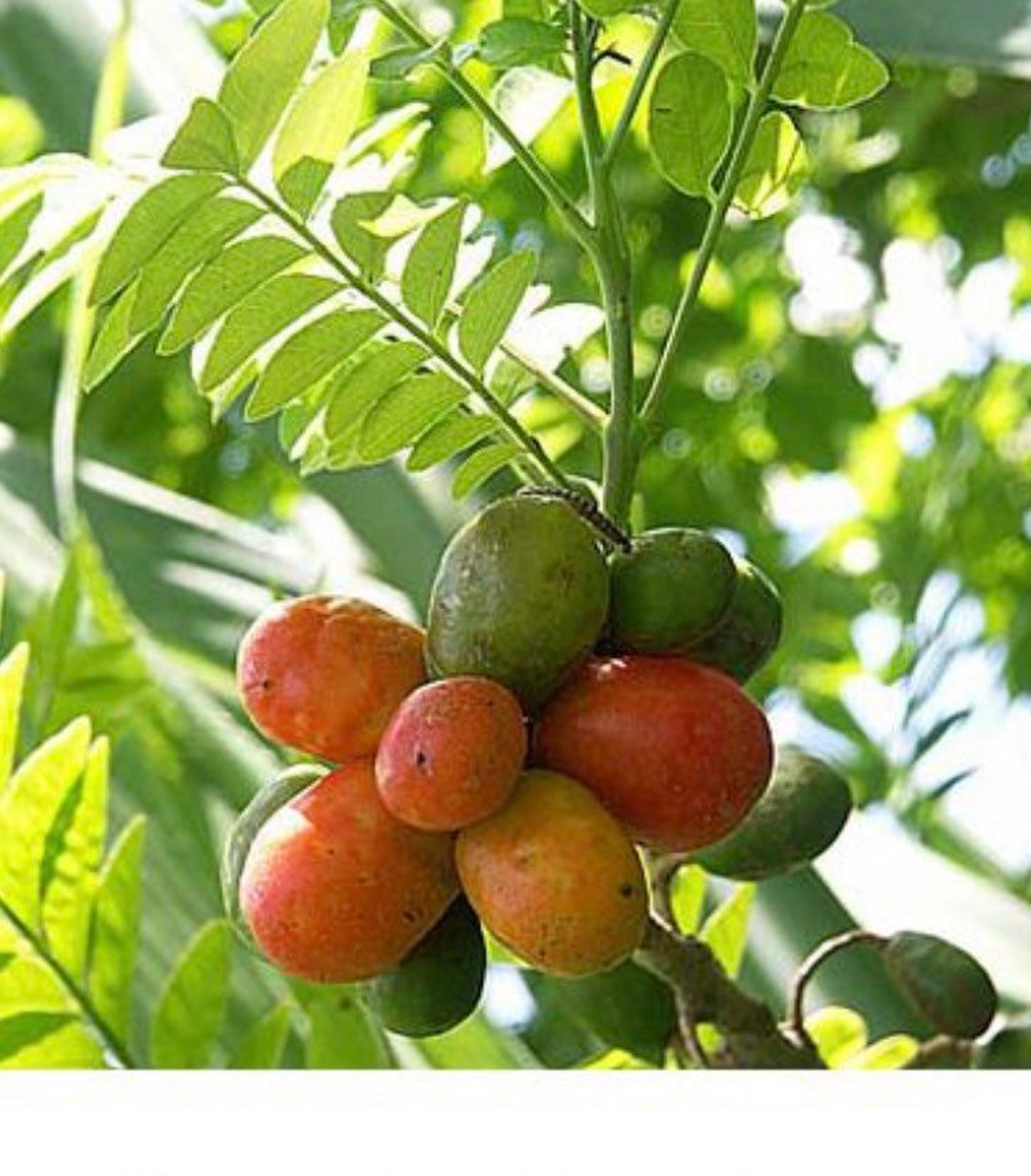 Red Hog Plum 4 Feet Tall Excotic Live Tree | Etsy