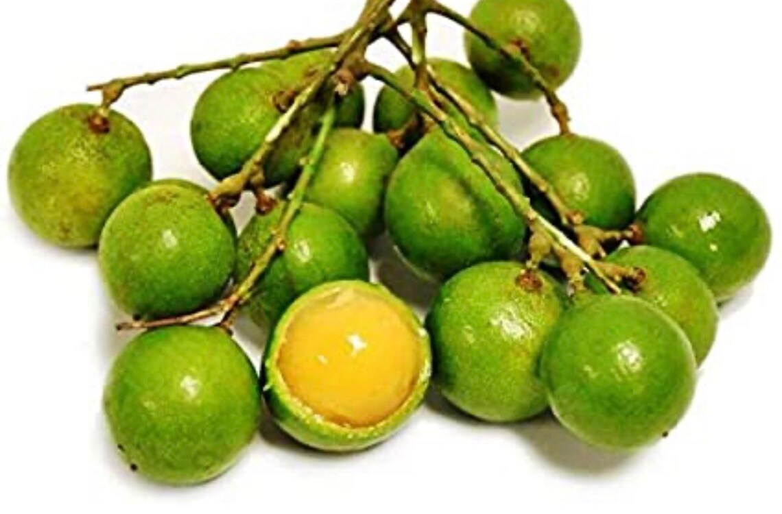 Spanish lime/mamoncillo/Guinep/quenepa/limoncillo/mamon/jocote | Etsy