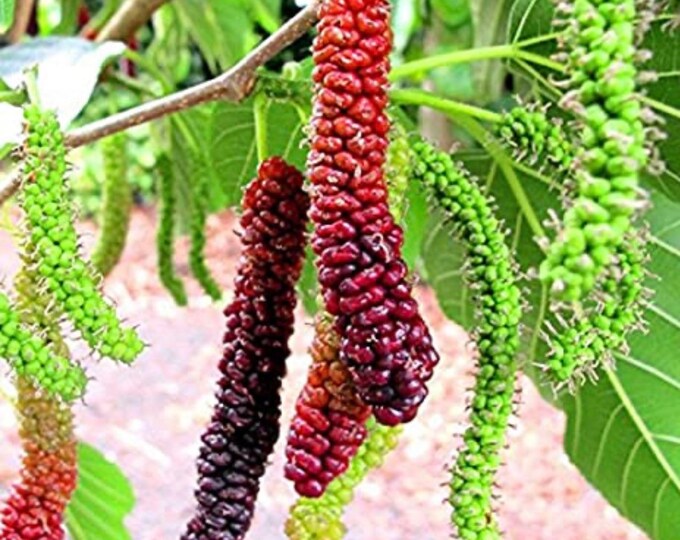 Pakistan Mulberry Air Layer Grafted 3-4 Feet Tall - Etsy