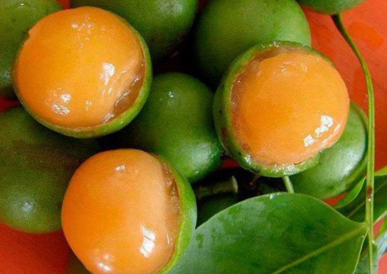 Spanish lime/mamoncillo/Guinep/quenepa/limoncillo/mamon/jocote | Etsy