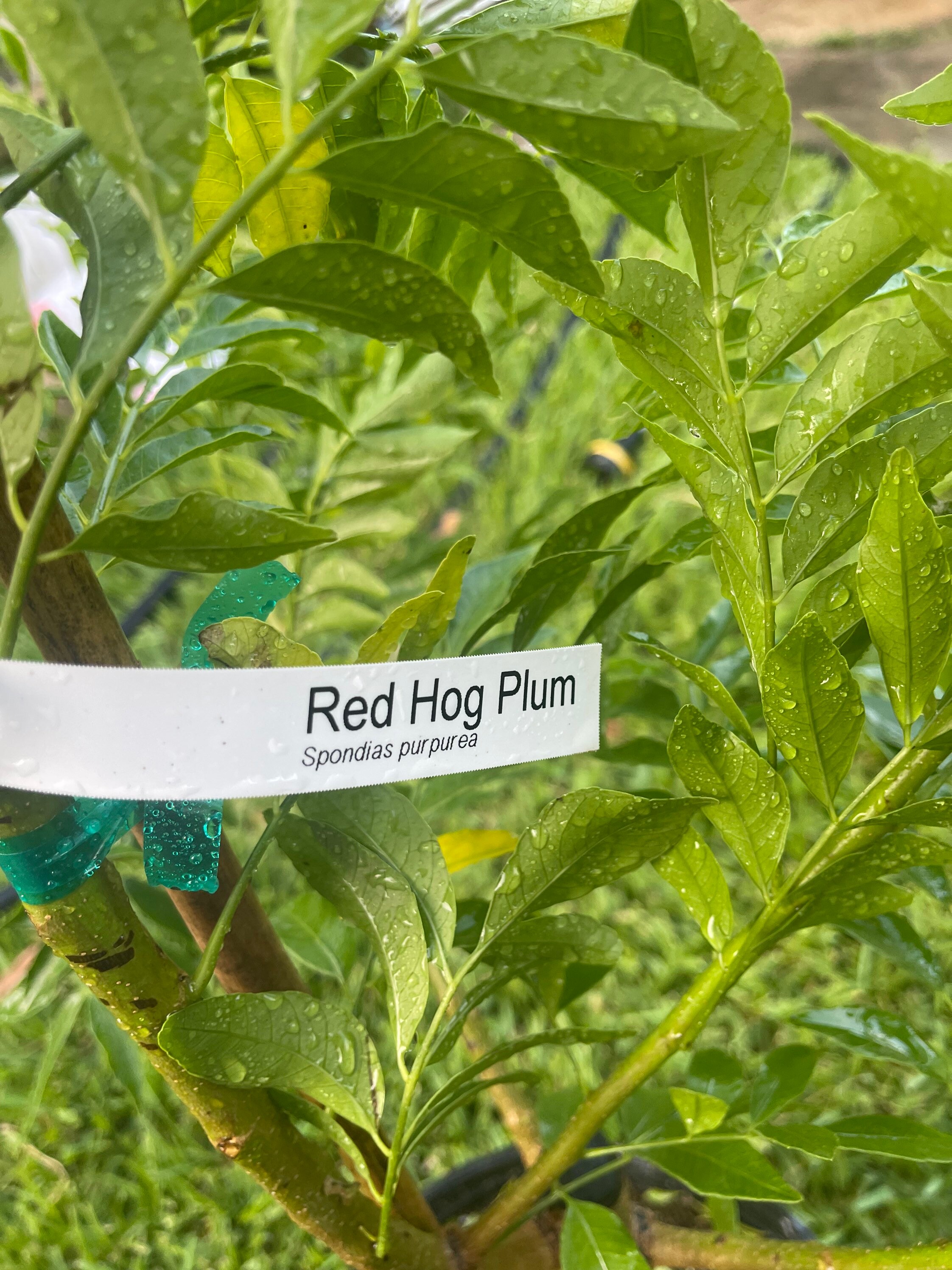 Red hog plum 3-4 feet tall excotic live tree | Etsy