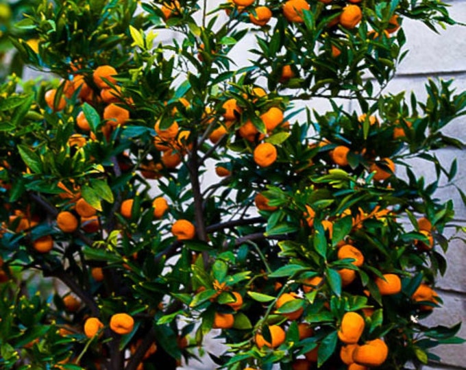 Brown Select Satsuma Grafted 3-4 Feet Live Fruit Tree - Etsy