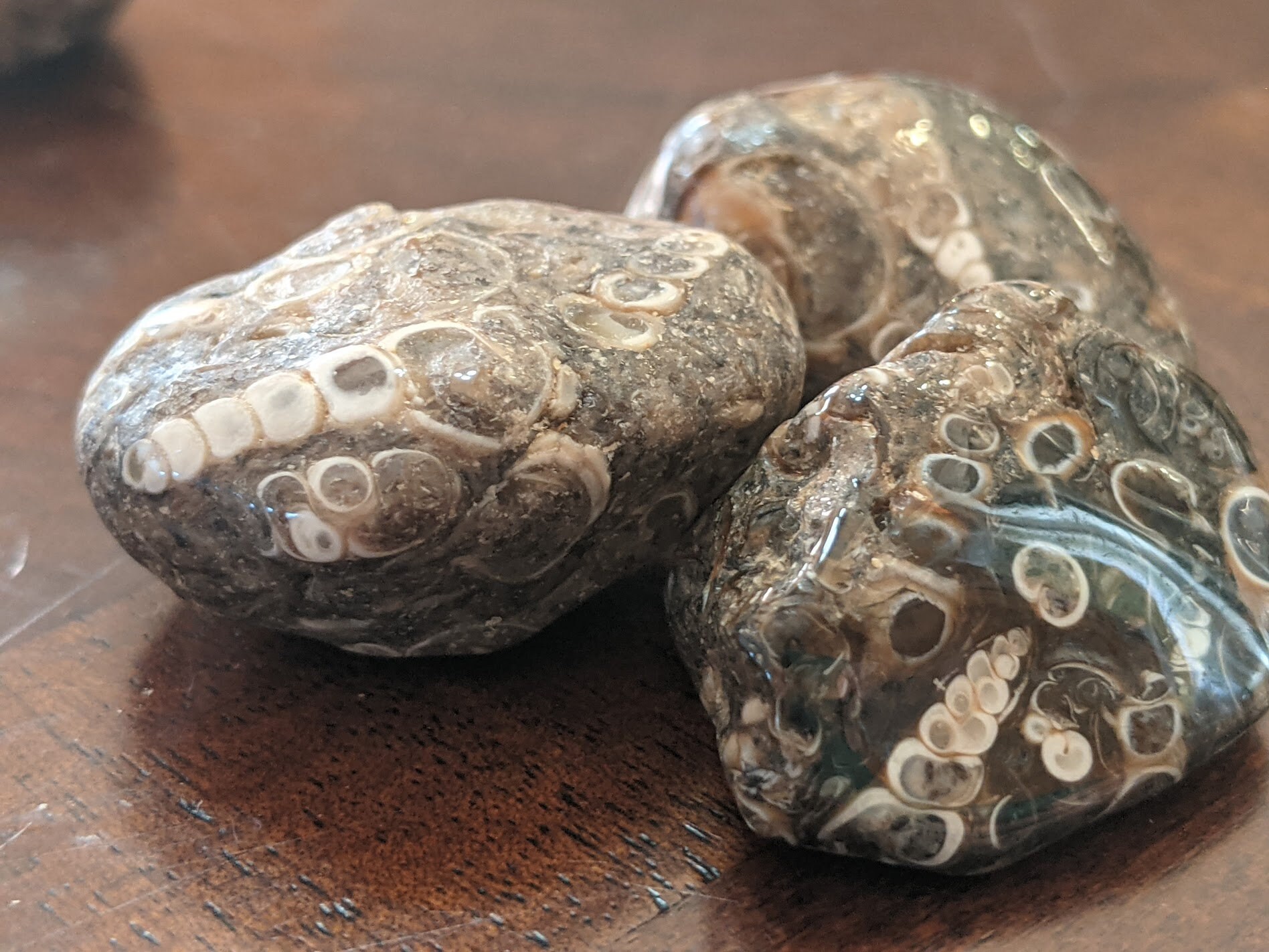 Tumbled Turritella Agate: Snail Fossils From the Green River Formation ...