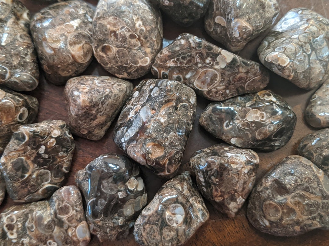Tumbled Turritella Agate: Snail Fossils From the Green River Formation ...