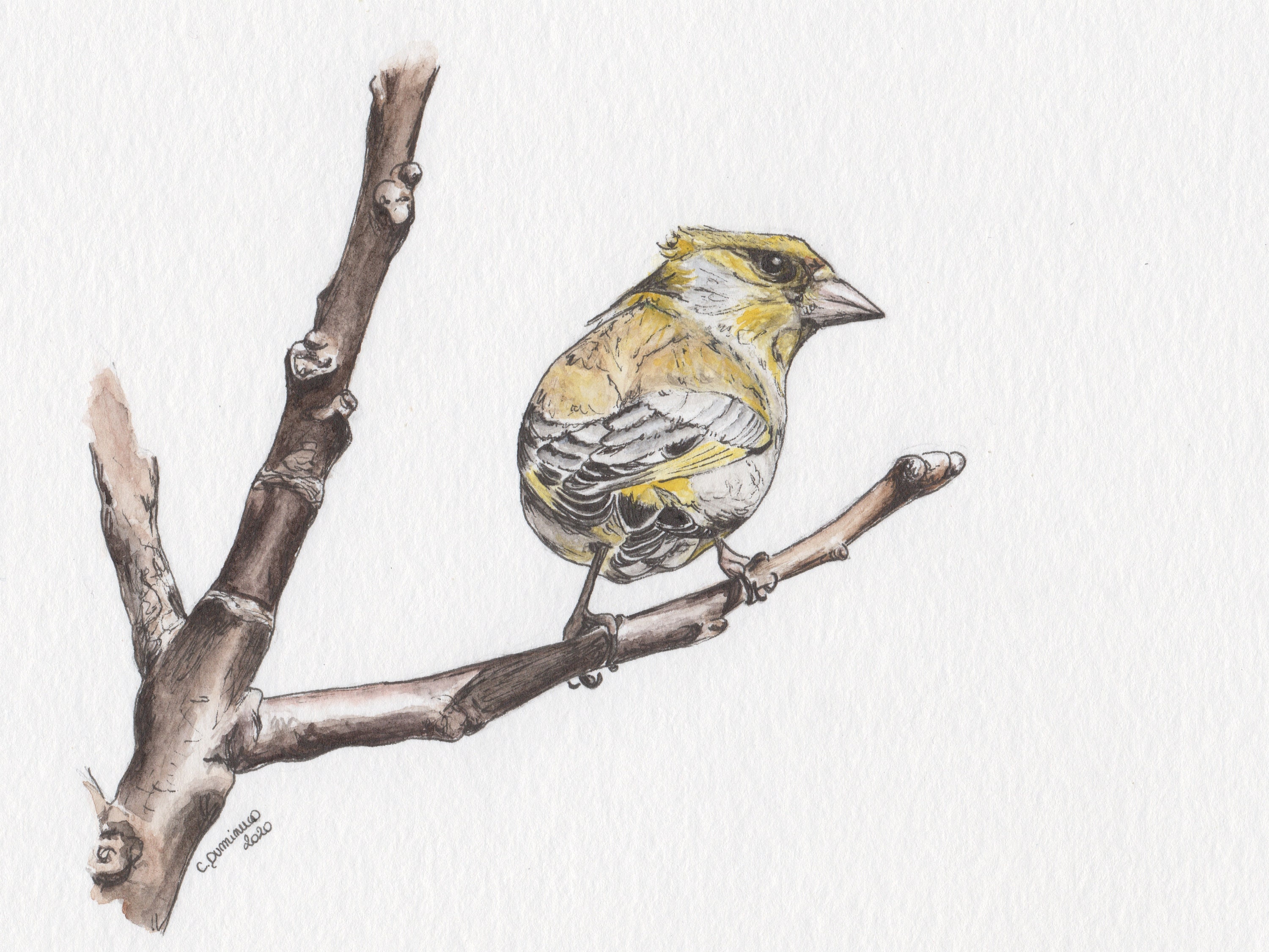Pastel Drawing & Illustration Greenfinch Original Artwork etna.com.pe