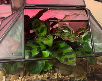 Calathea for Terrarium - Etsy