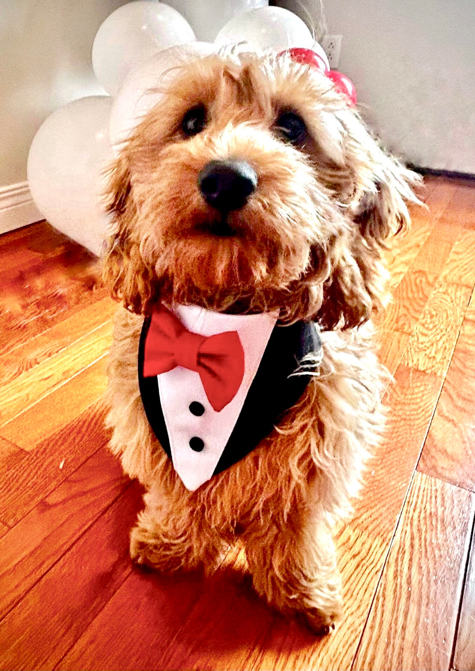 Dog Tuxedo Bandana: Handmade Formal Pet Wedding Attire - Etsy