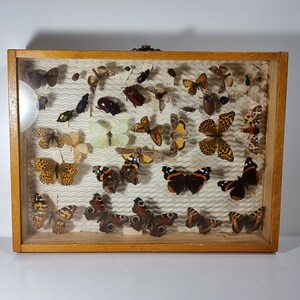 A Lepidopterist Glass Case of Moths Bugs and Butterflies - Etsy