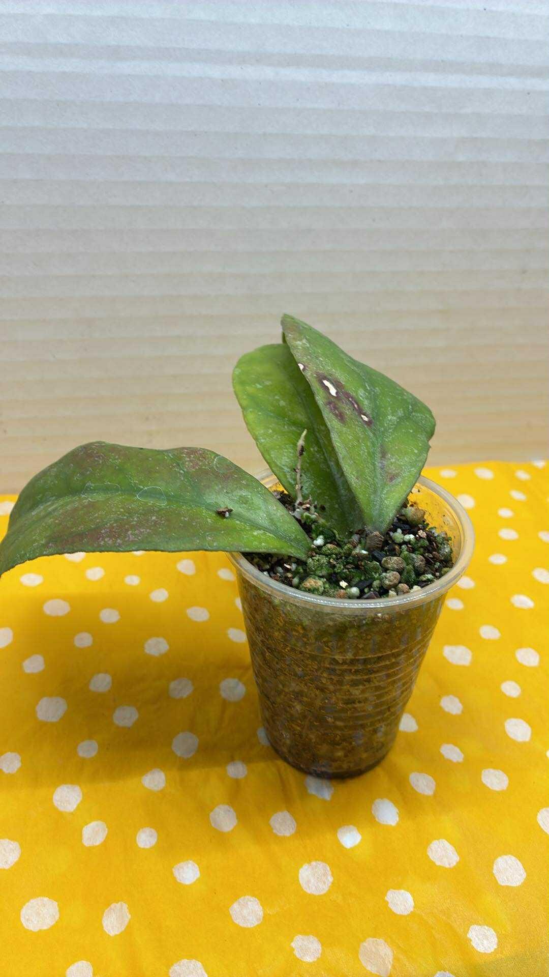 Rooted Hoya ‘chicken Farm’ – Rare & Quirky Collector’s Plant - Etsy