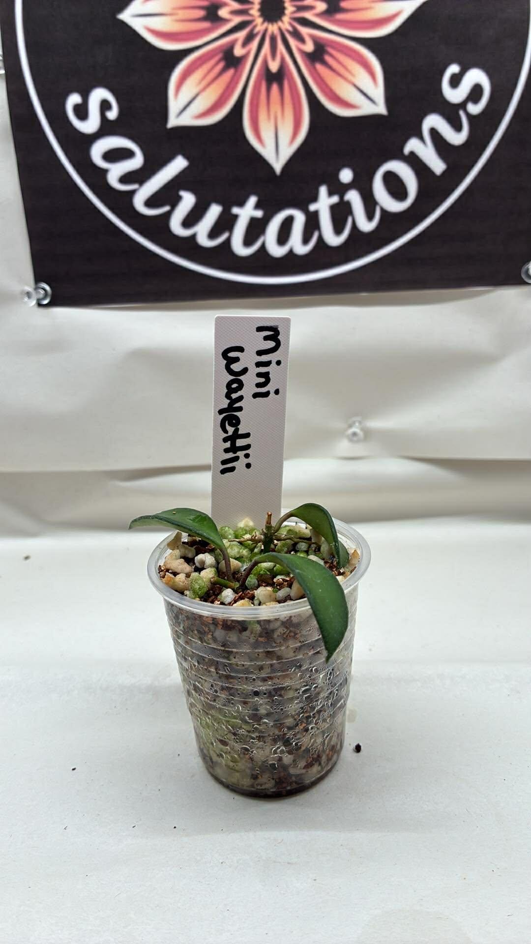 Hoya ‘mini Wayetii’ – Rooted Plant | Compact Hoya - Etsy