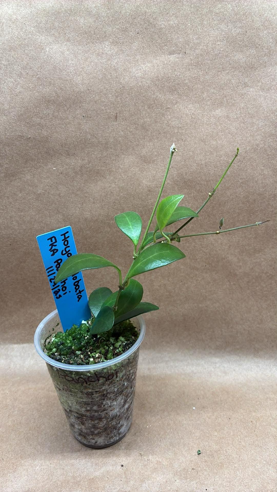 Hoya Bilobata (FKA Panchoi) – Rooted in 3" Pot With New Growth UPDATED ...